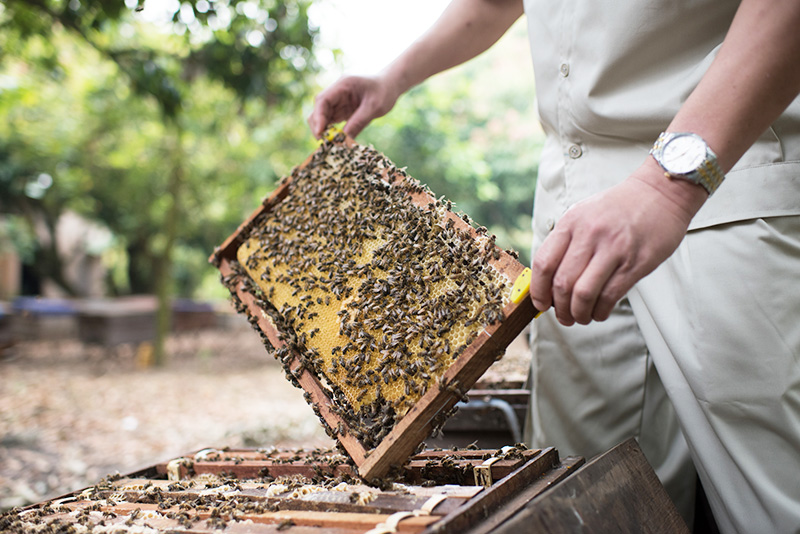 Tìm hiểu 6 loài ong mật có mặt tại Việt Nam hiện nay
